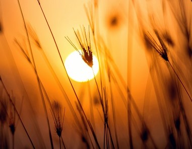 What was the skin color of the original Israelites? - Meshiv Kahalachah